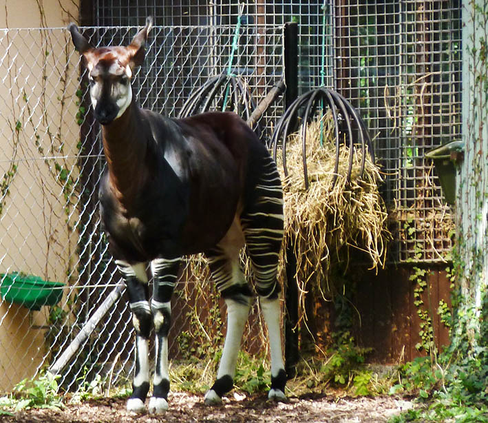 Pictures of Zoo Animals