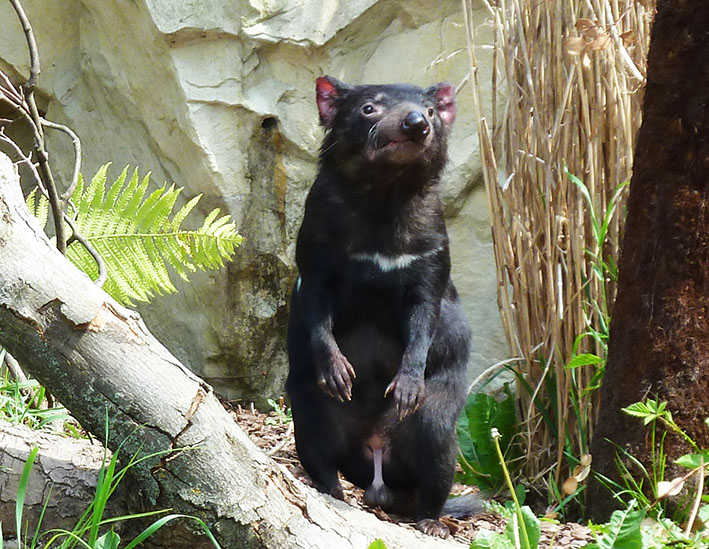 Pictures of Zoo Animals